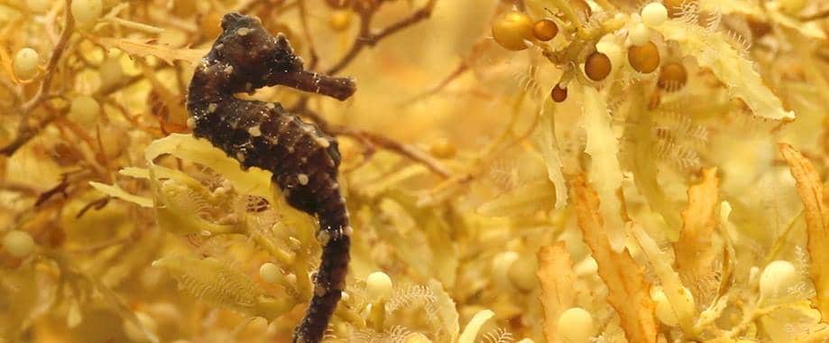 Appel à candidature : chercheur, Projet SARGADOM • OCEAN University Initiative